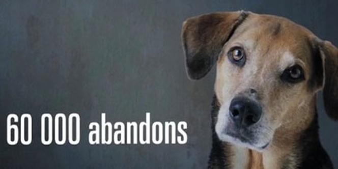 Animaux domestiques, le casse-tête des vacances