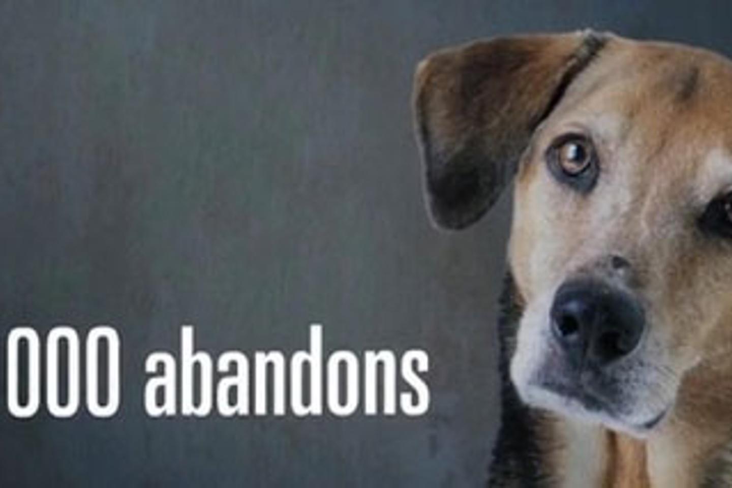 Animaux domestiques, le casse-tête des vacances