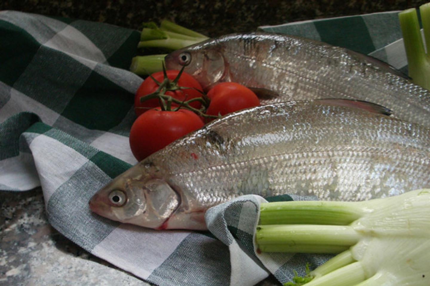 La féra, voyageuse d'Annecy