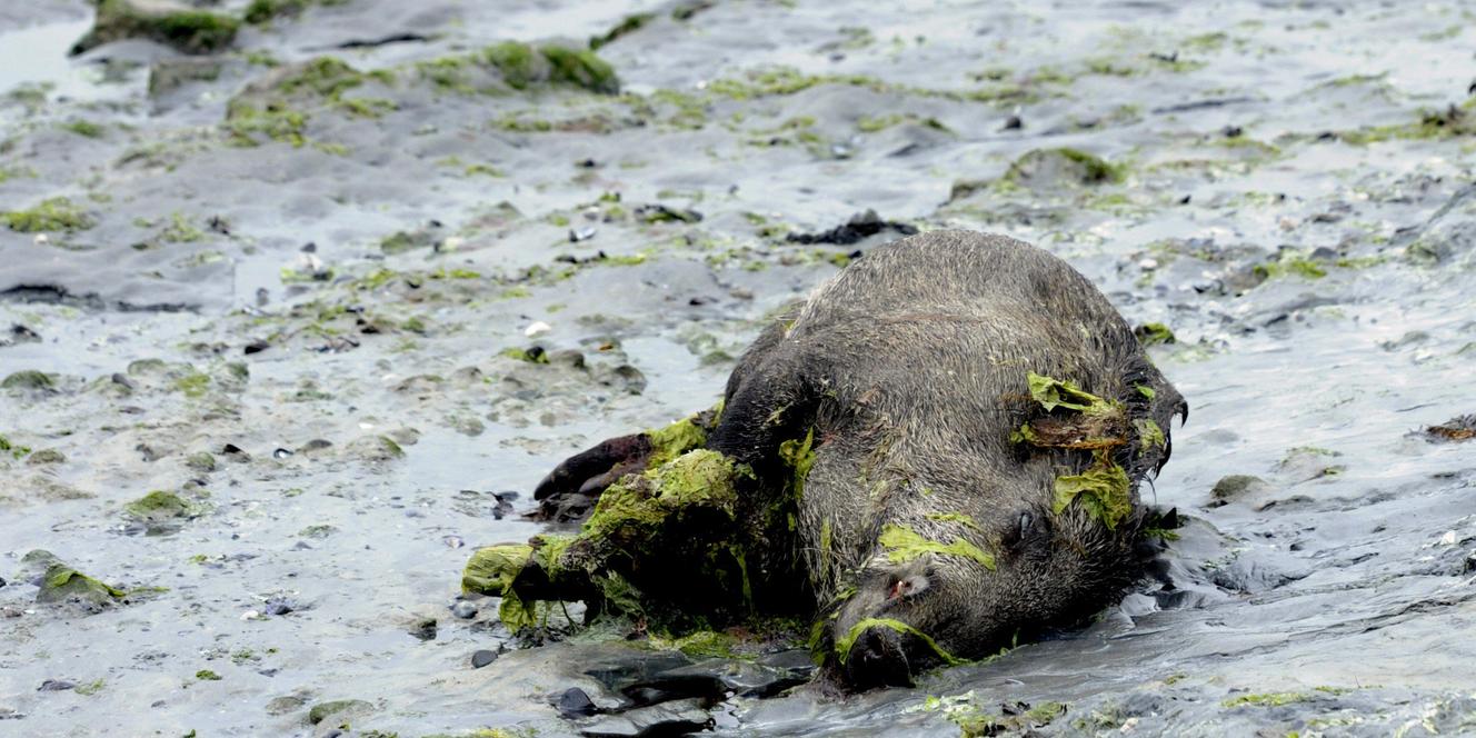 Mort de sangliers : soupçons sur le sulfure d'hydrogène