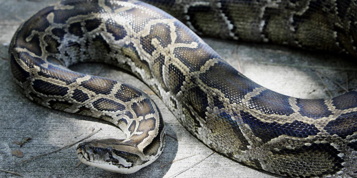 Le python birman pourrait devenir la clé de la santé cardiaque humaine