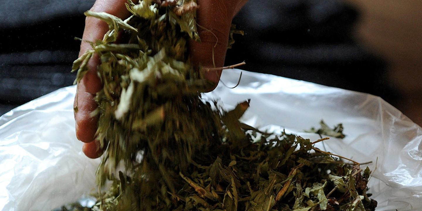 La stevia, un édulcorant végétal à la conquête du marché européen