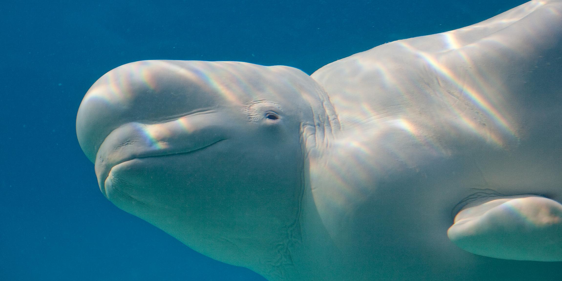 Plus de cent baleines bélugas piégées par la banquise
