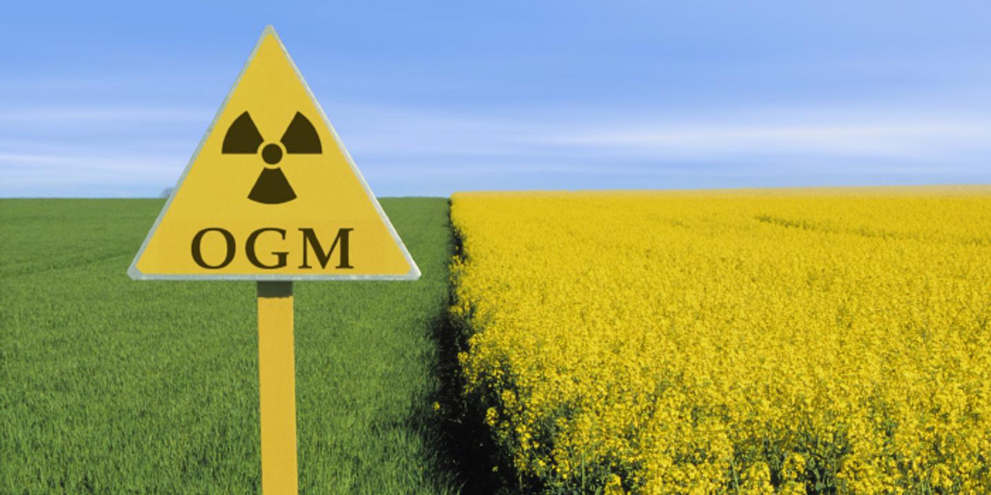 Les approbations d'OGM continuent en Europe