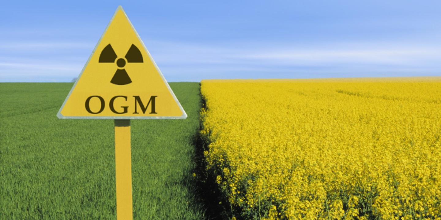 Impact des OGM sur la santé animale : le débat n'est toujours pas tranché