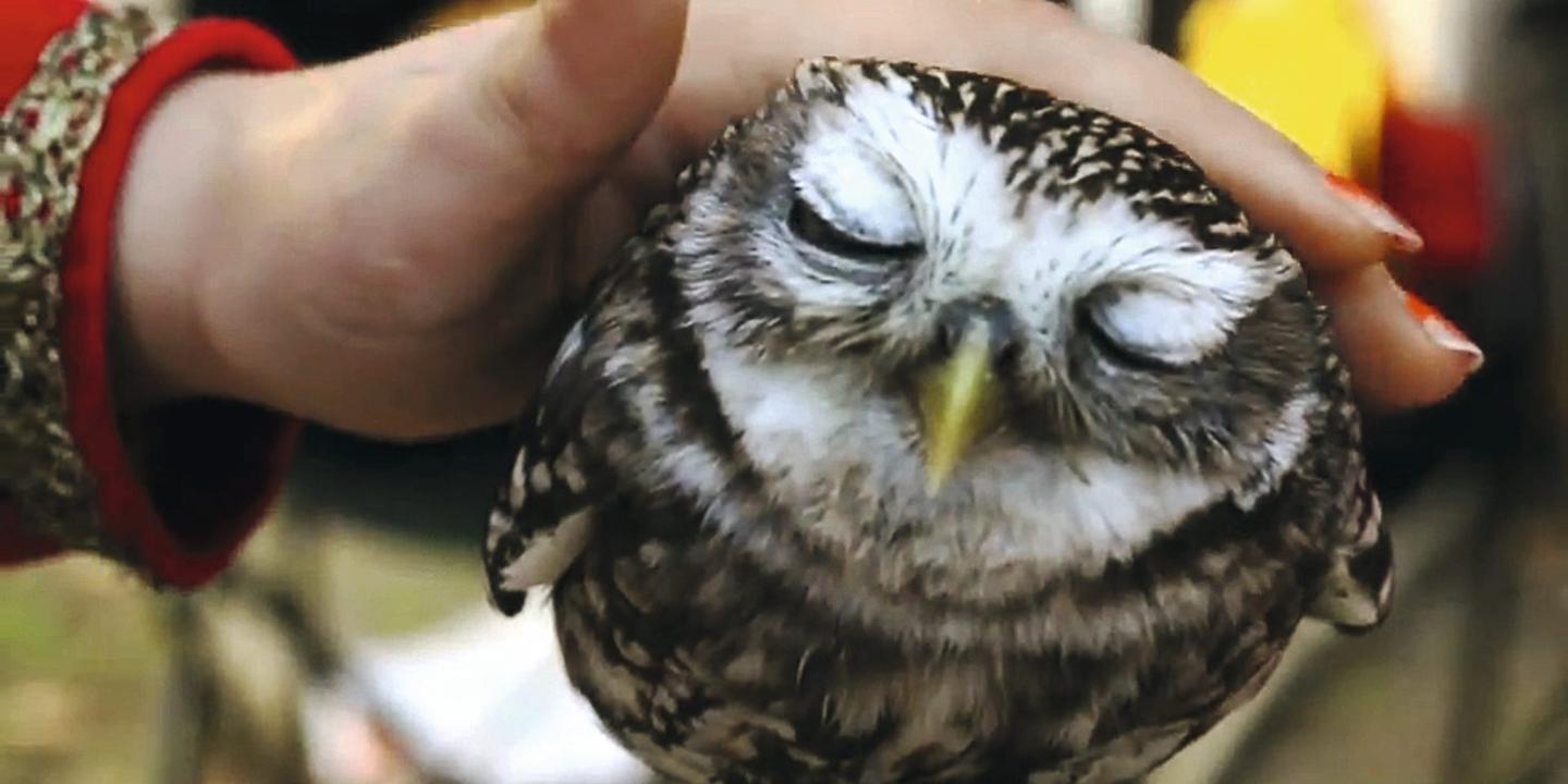 Un bébé hibou, est-ce plus chou qu'un petit chat