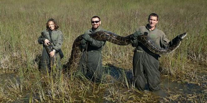 Les pythons, le djihad et les drones