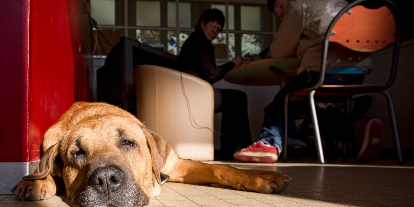 La relation entre l’homme et son chien, un subtil moyen de réinsertion ...