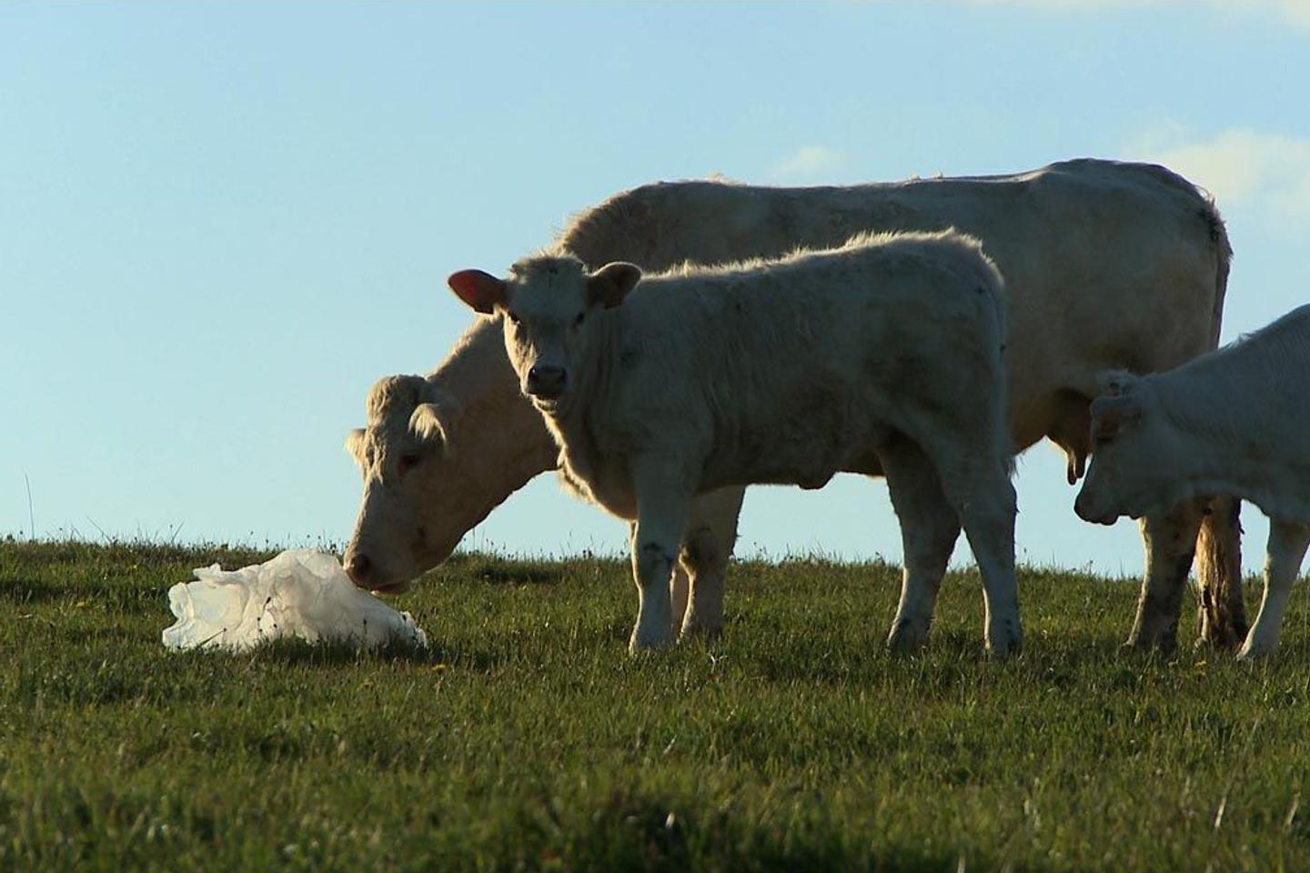 "Bovines ou la vraie vie des vaches" : pastorale pour vache charolaise ...