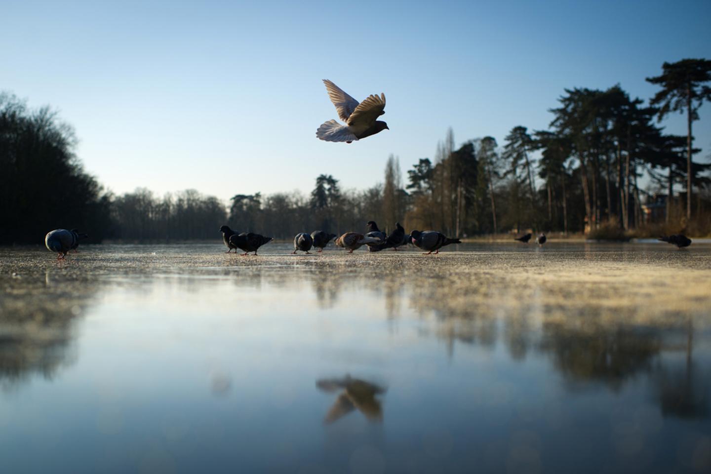 La magnétoréception du pigeon voyageur reste un mystère