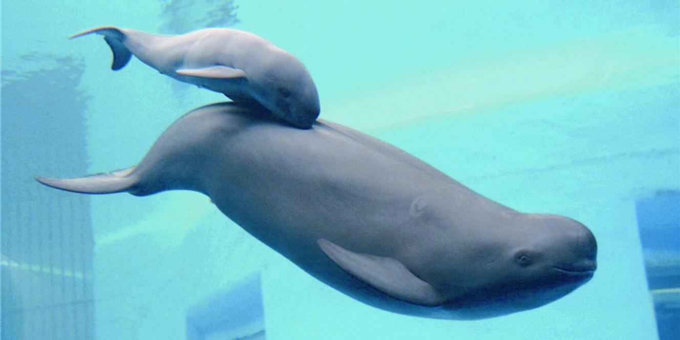 Le marsouin du Yangtsé est menacé d'extinction