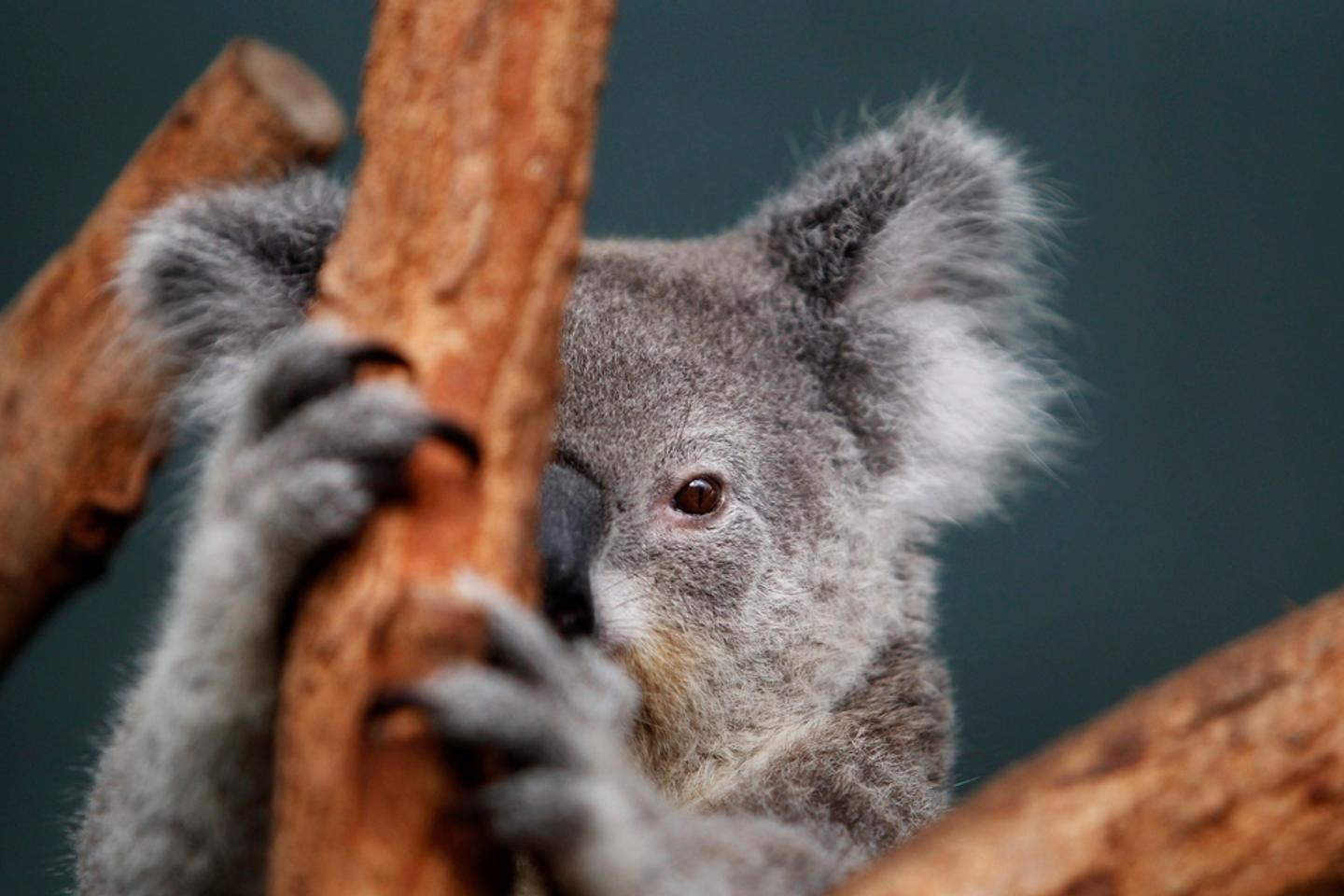 Le koala devient une espèce vulnérable en Australie