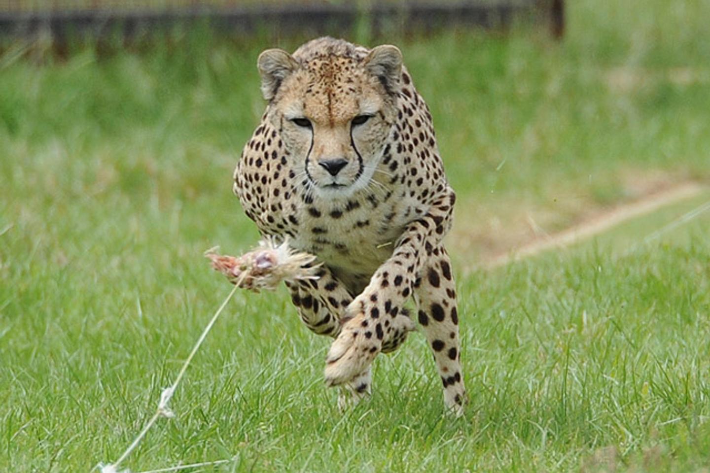 Le guépard, un sprinter-né qu'il faut savoir motiver