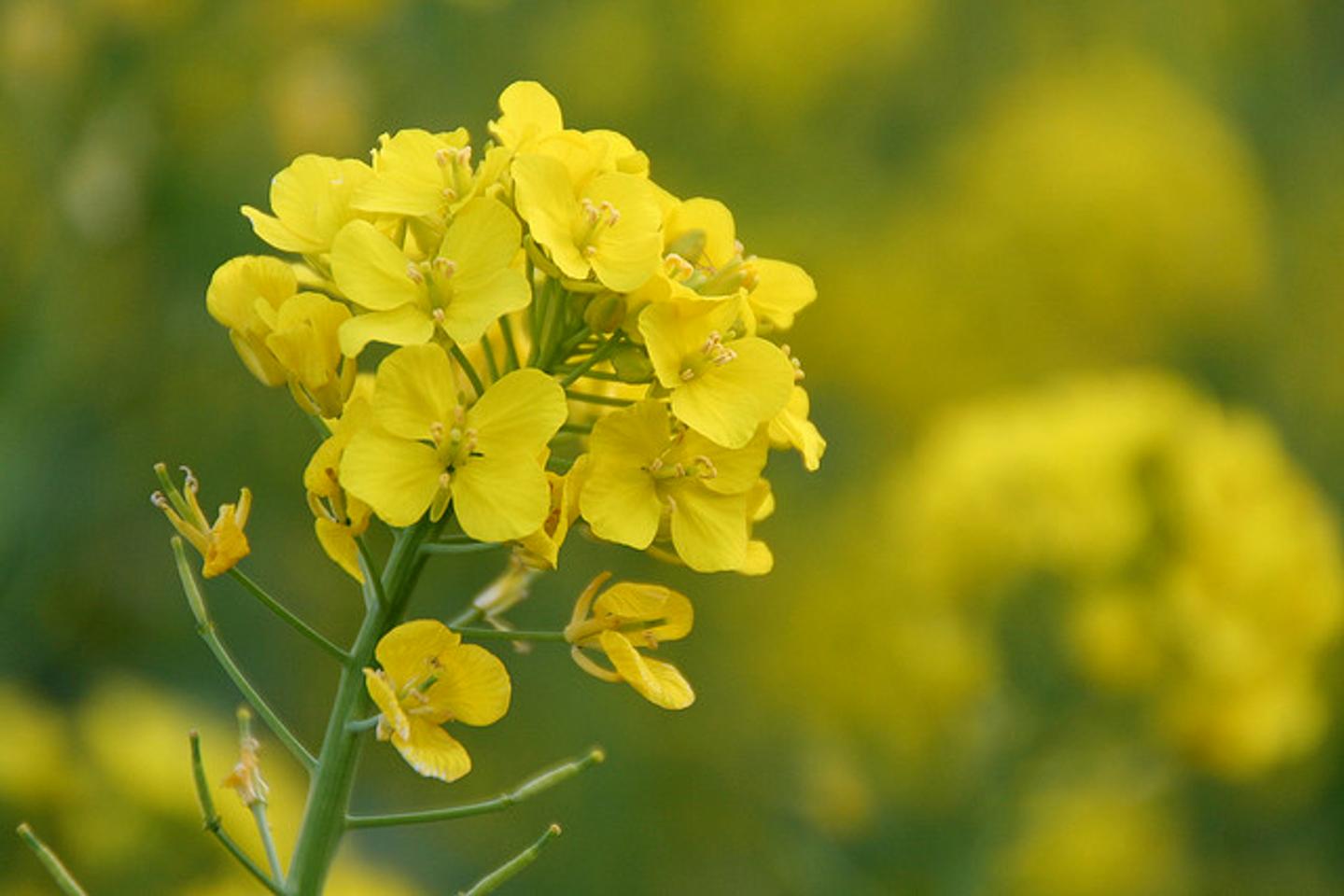 De vrais-faux OGM dans les champs français de colza et de tournesol