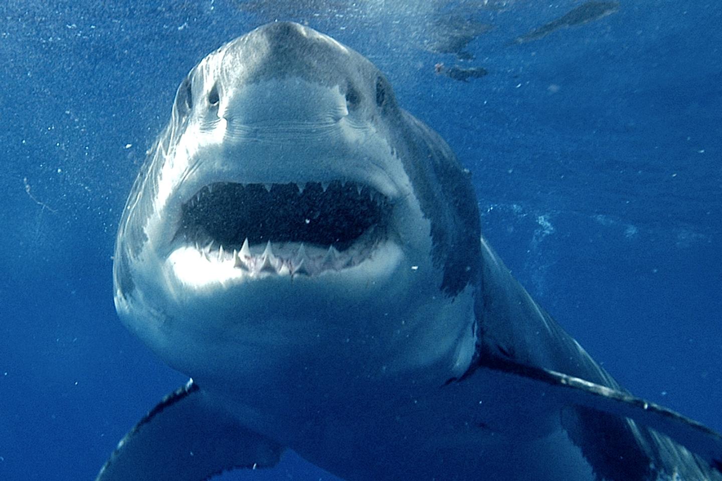 Un surfer dévoré par un requin en Australie