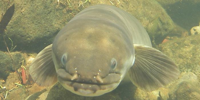 La lutte des Maoris pour sauver l'anguille géante de Nouvelle-Zélande