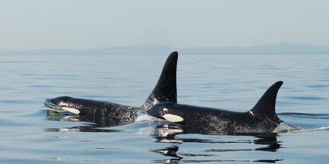 Chez les orques, il y a une vie après la ménopause