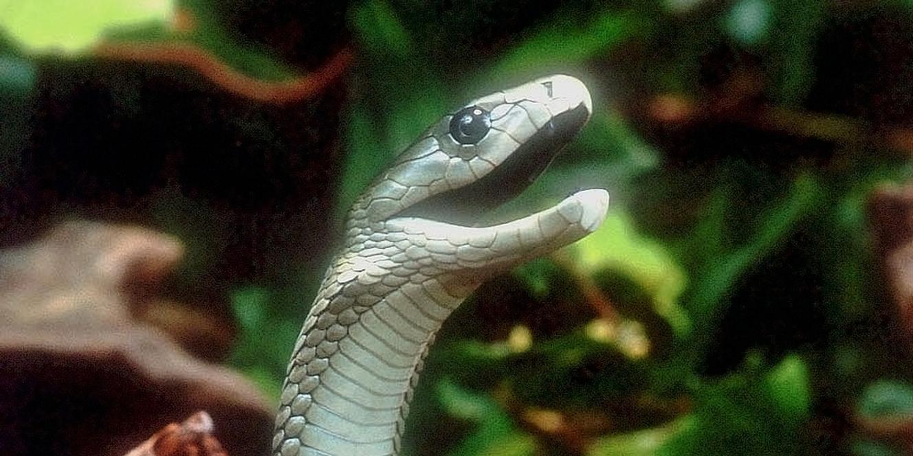 Le venin du mamba noir, meilleur remède antidouleur que la morphine