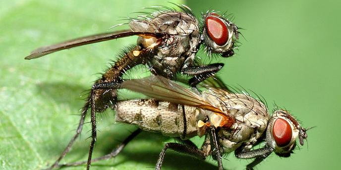 Thérèse, la mouche qui meurt quand on la "bzz"
