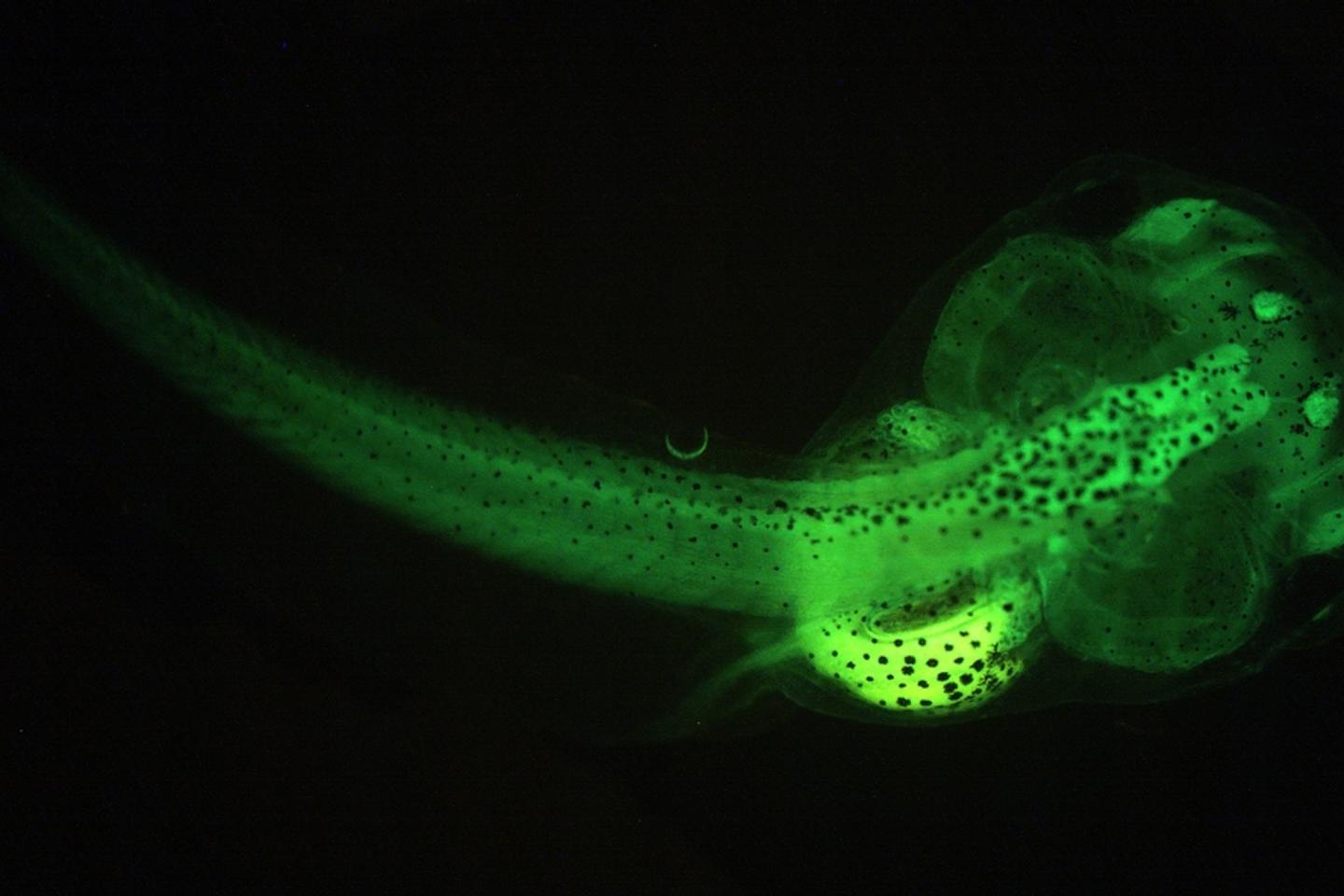 Des têtards fluo pour tester la qualité de l'eau issue des hôpitaux