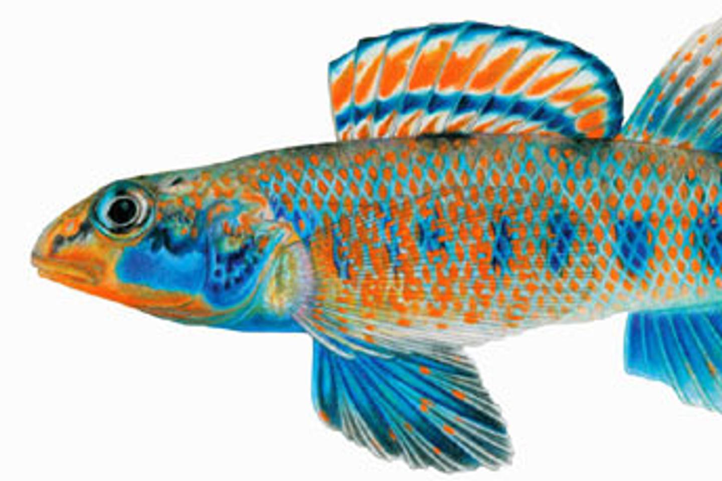 Dans les rivières de l'Alabama, un poisson nommé "Obama"