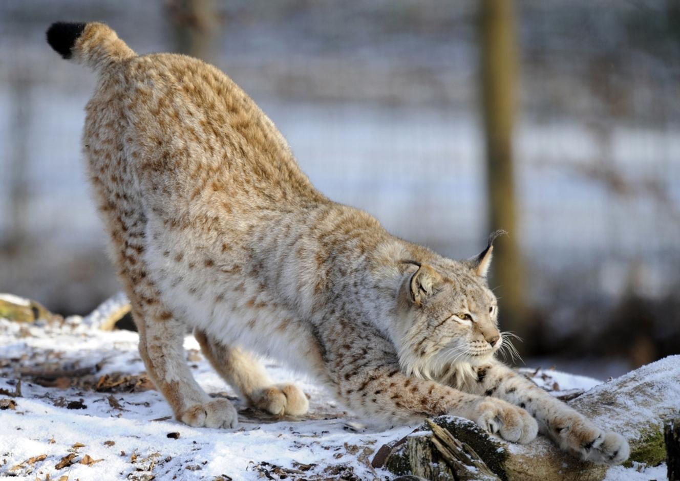 Un lynx des Pyrénées fantomatique