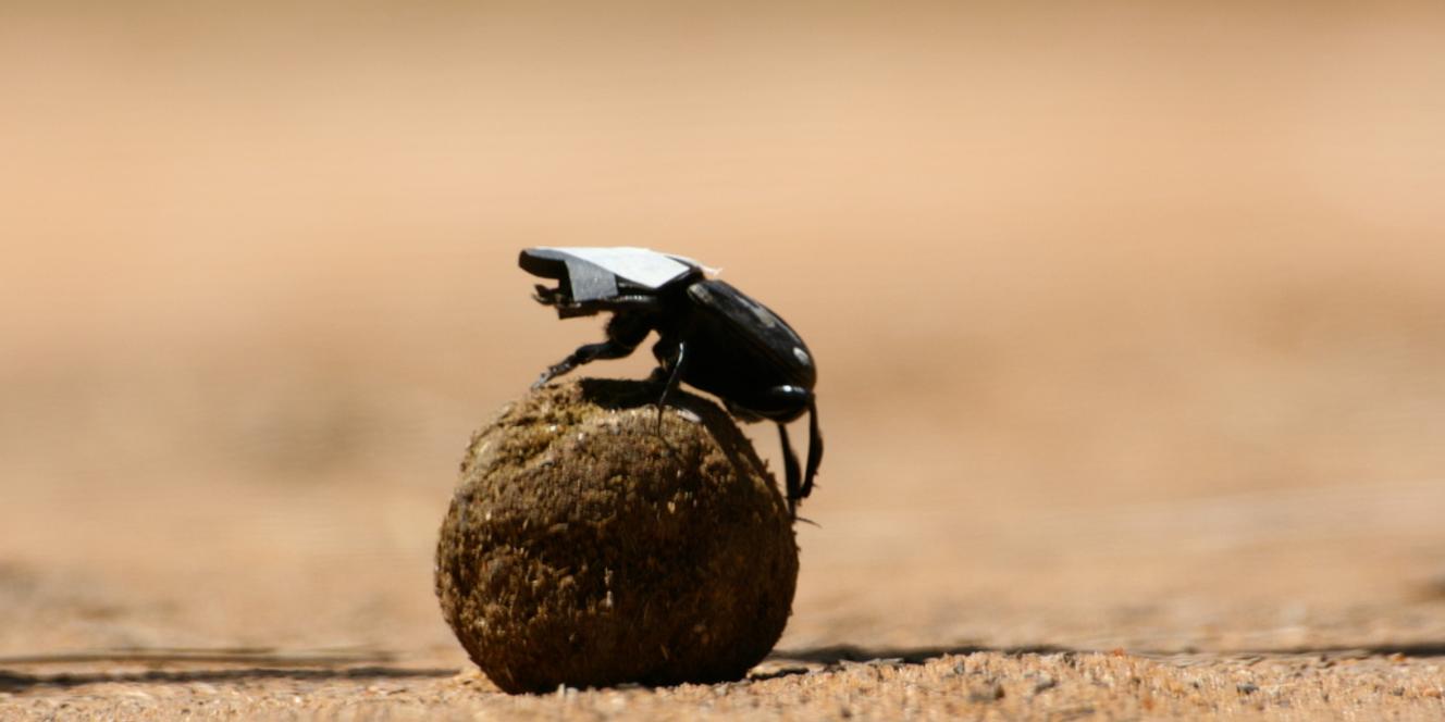 Le bousier a la tête dans les étoiles