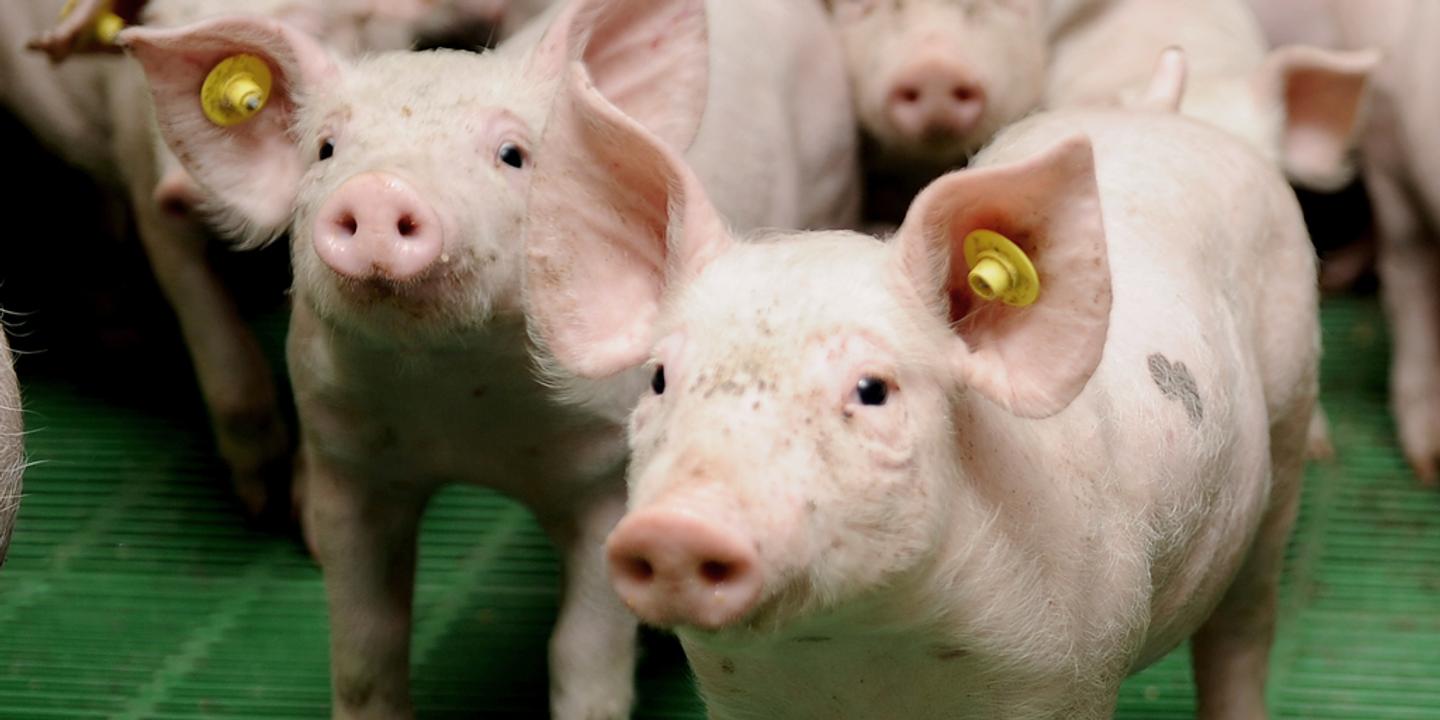 Les farines animales rendent l'Europe folle