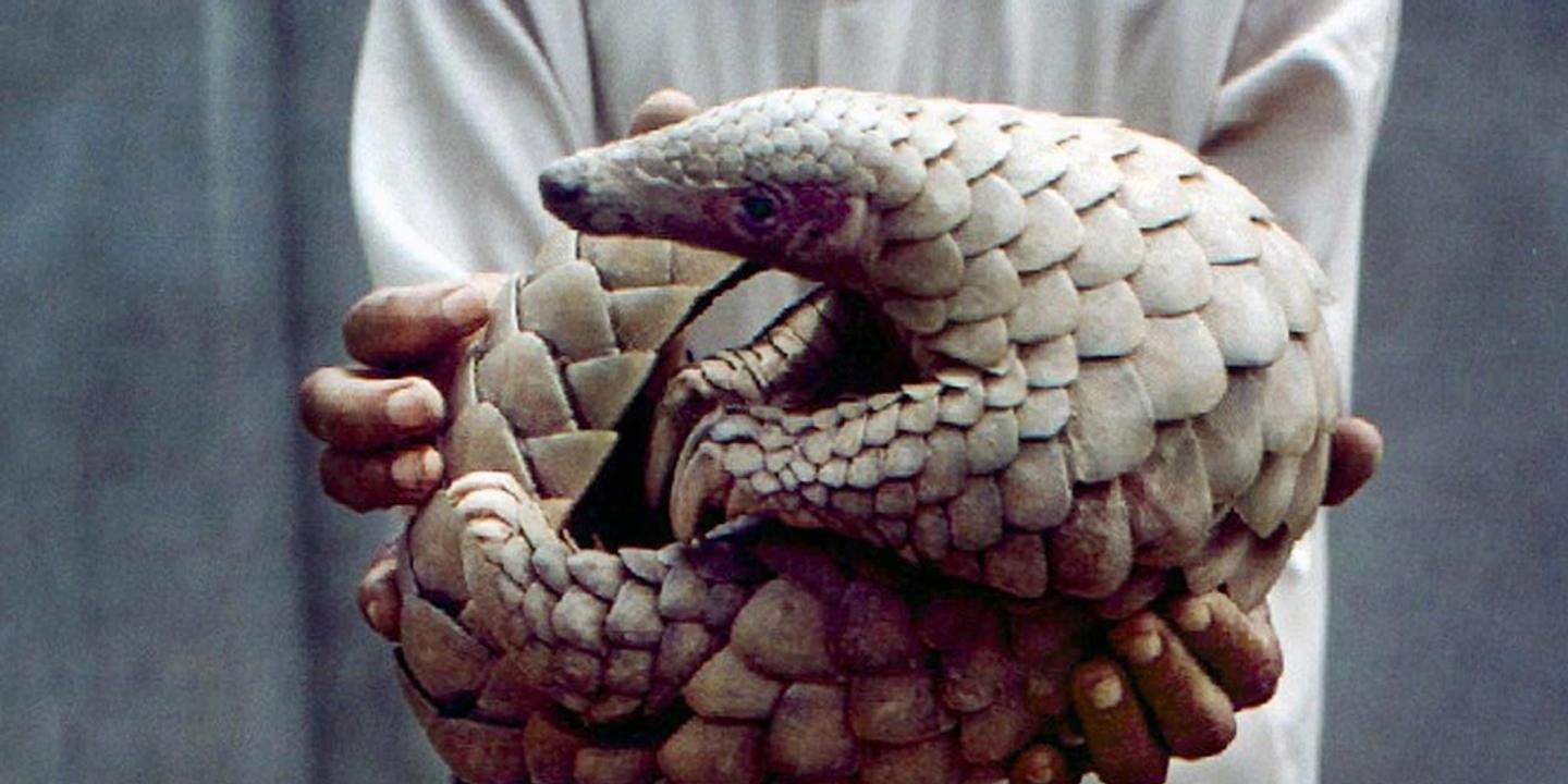 Au Gabon, on mange encore le pangolin