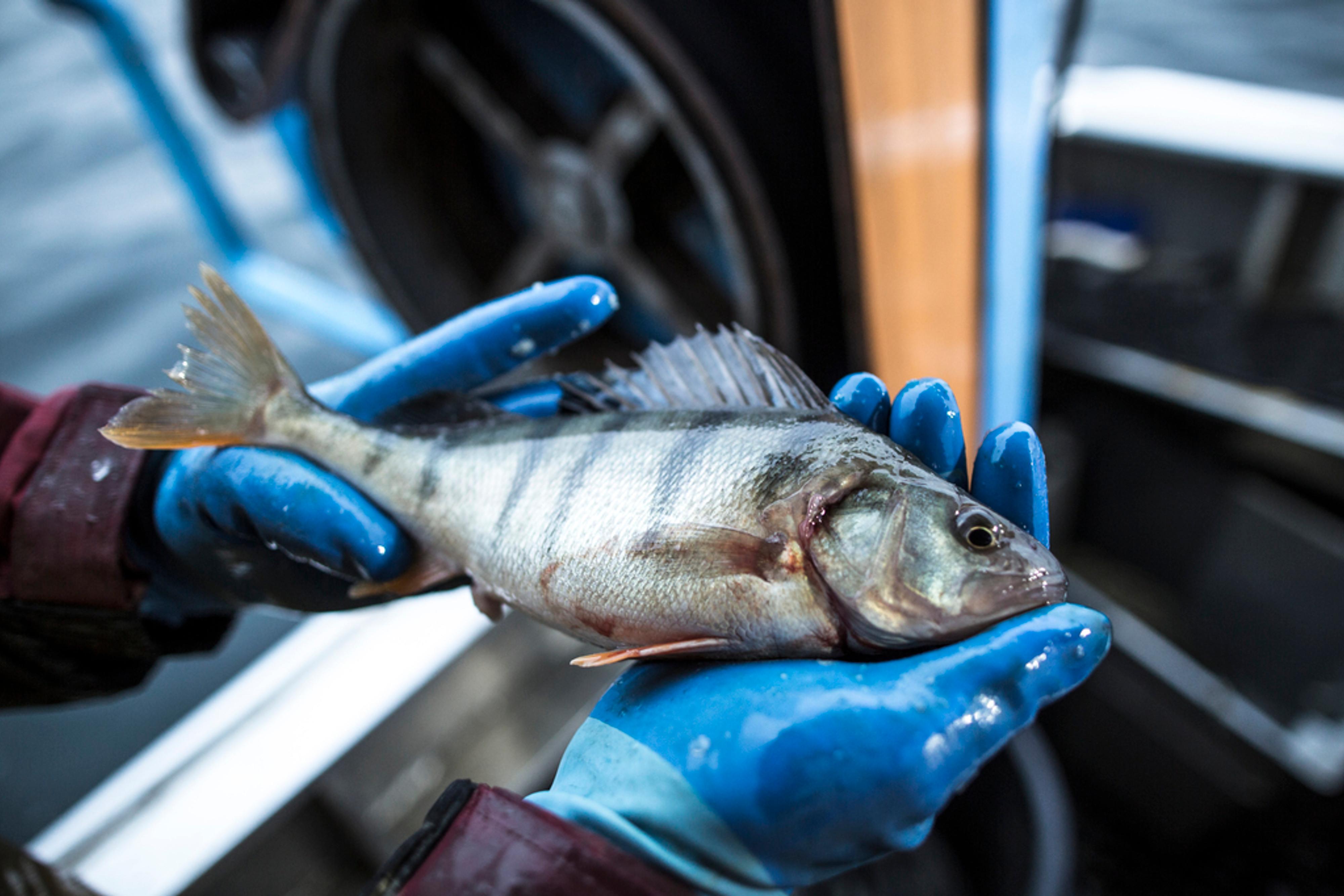 La féra du Lac Léman