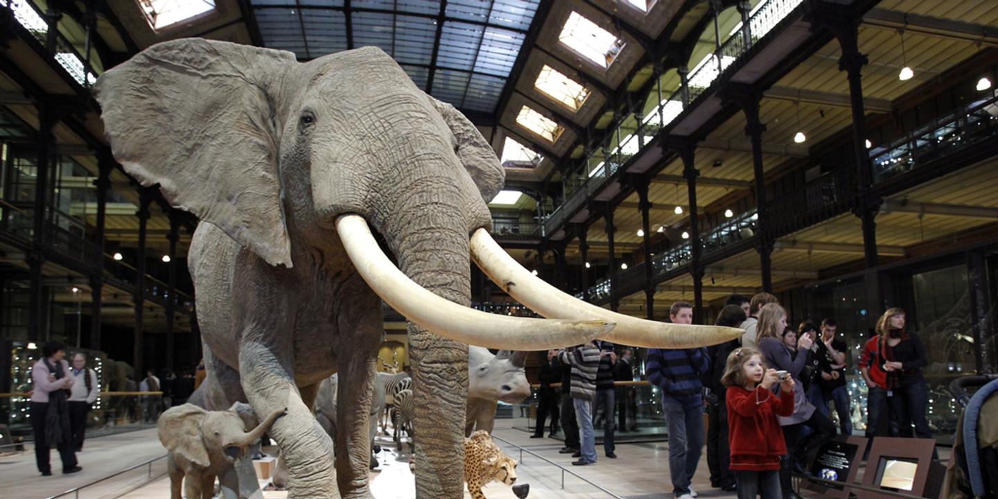 Massacre à la tronçonneuse d'une défense d'éléphant au Muséum à Paris