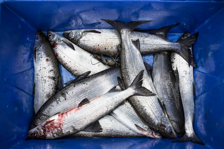 La féra du Lac Léman