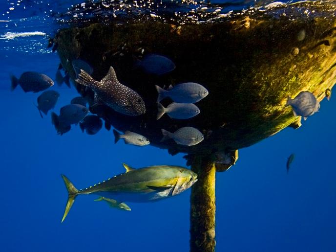 Pourquoi le thon tropical aime l'ombre des radeaux