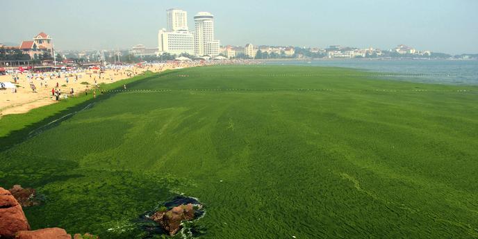 En Chine, la mer Jaune devient la "mer verte"