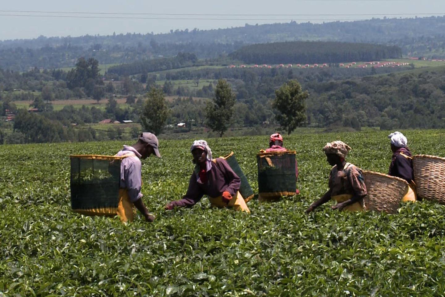 "Le Business du commerce équitable"
