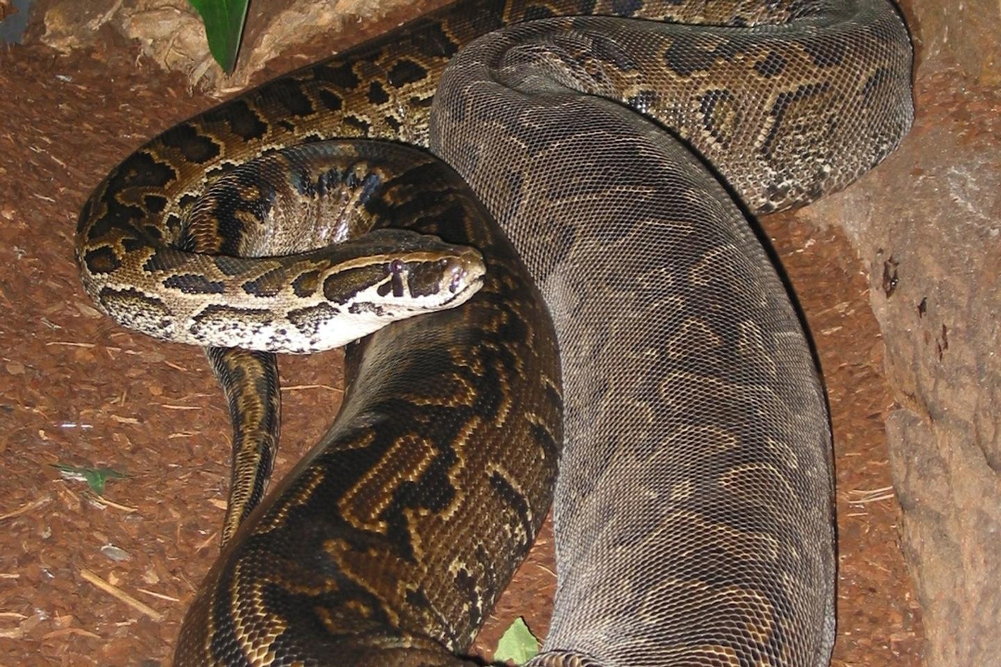 Au Canada, deux enfants tués par un python