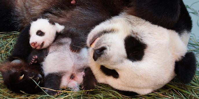 Naissance D Un Panda Géant Au Zoo De Washington