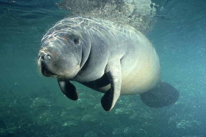 Le lamantin revient au "péyi"