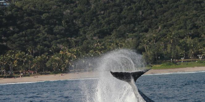 A La Réunion, les baleines réussissent leur "come back"