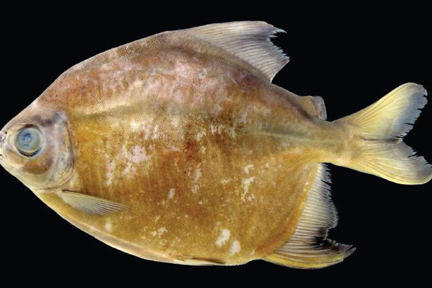 Piranha végétarien, singe ronronnant et lézard timide découverts en ...