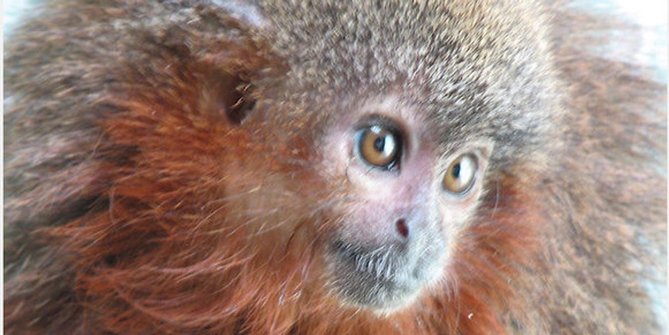 Piranha végétarien, singe ronronnant et lézard timide découverts en ...