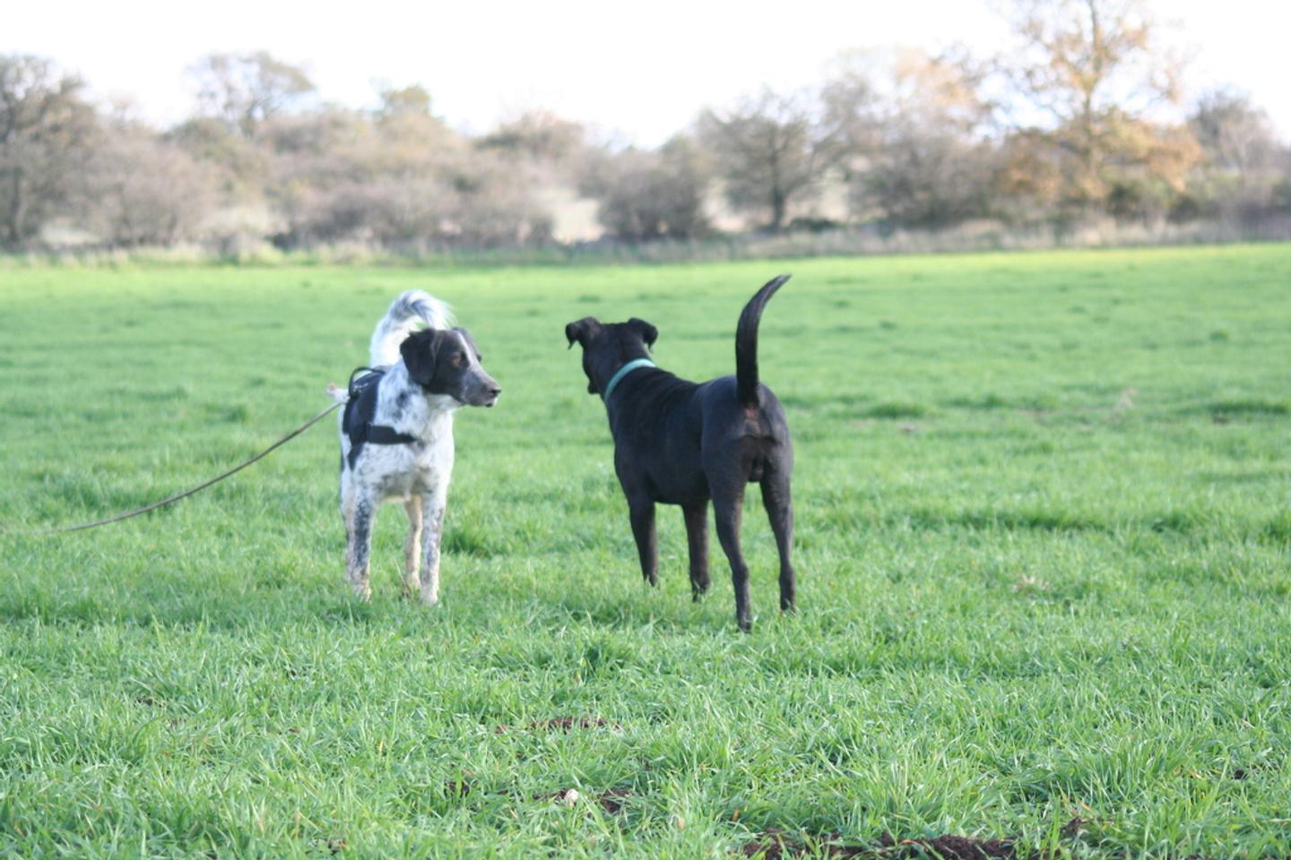 Pour faire ses besoins, le chien suit la boussole