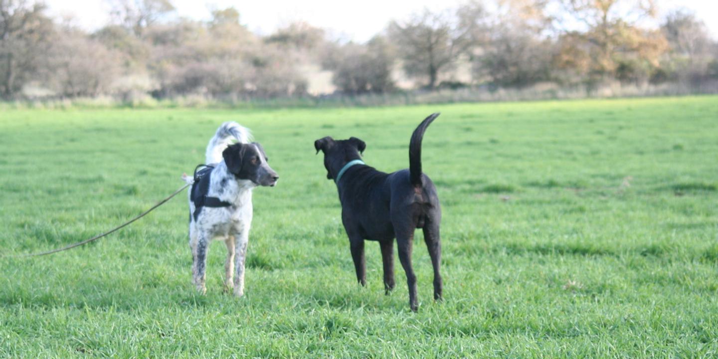Le mouvement de la queue du chien, outil de communication