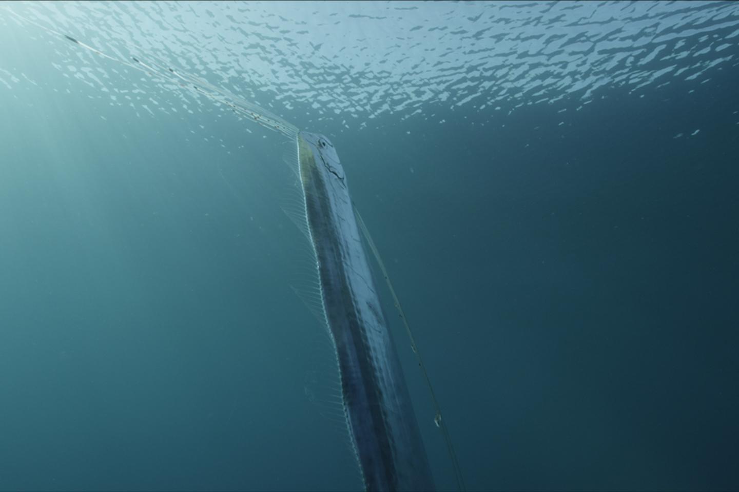 Le « roi des harengs » refait surface