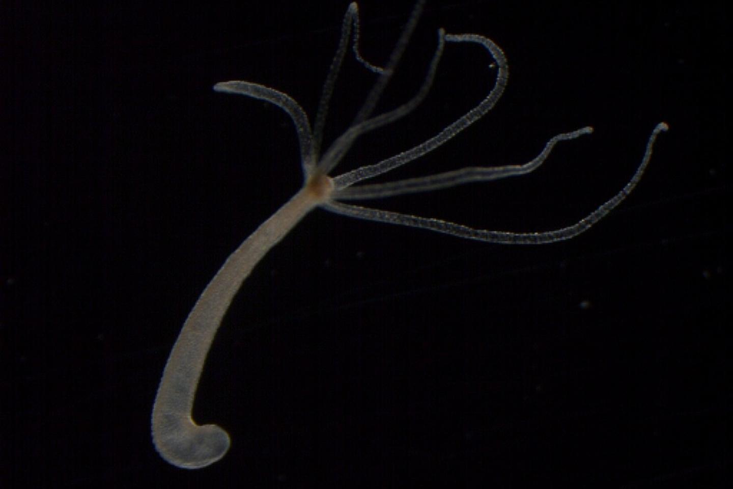 L’hydre, championne de longévité