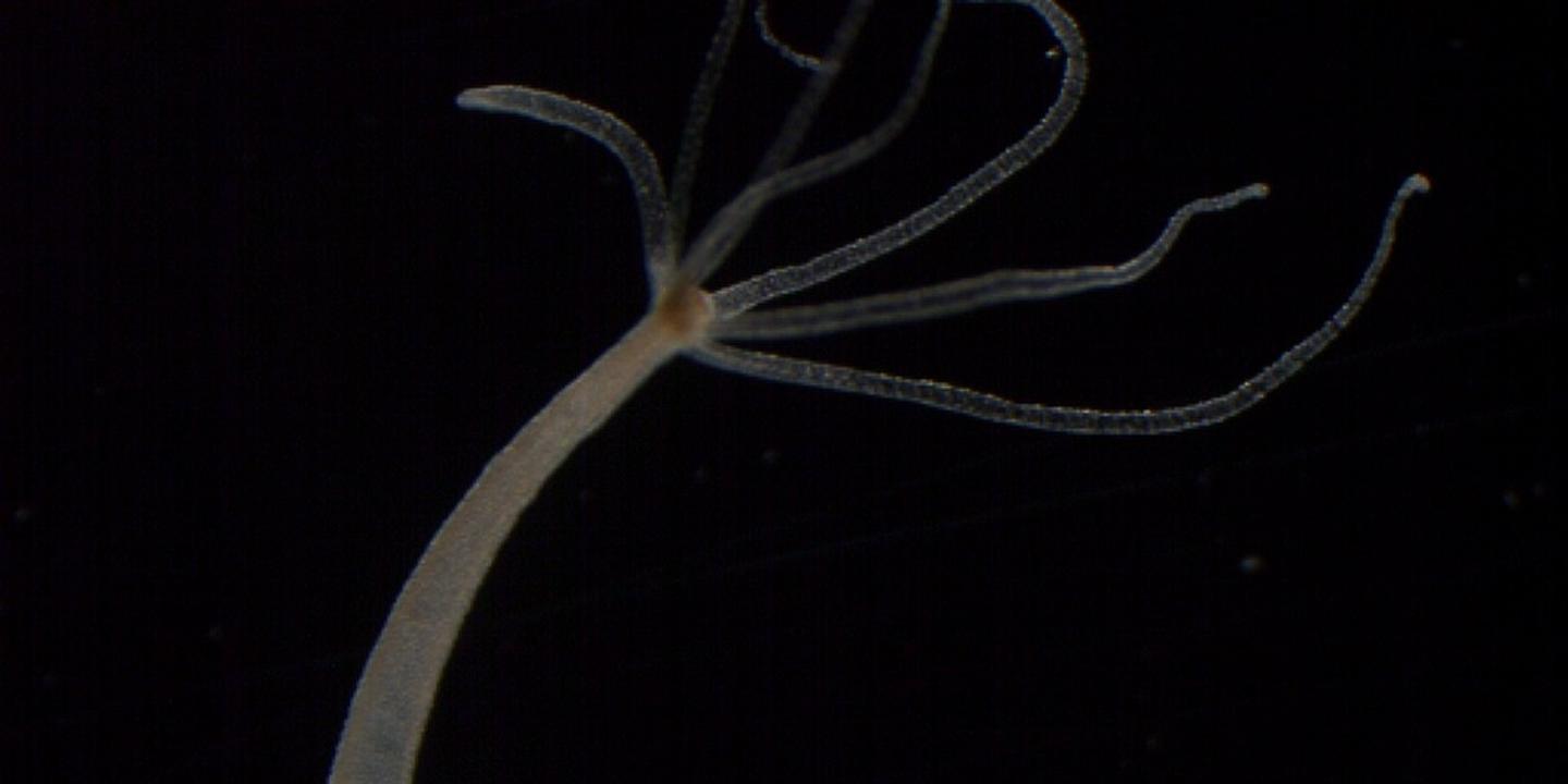 L’hydre, championne de longévité