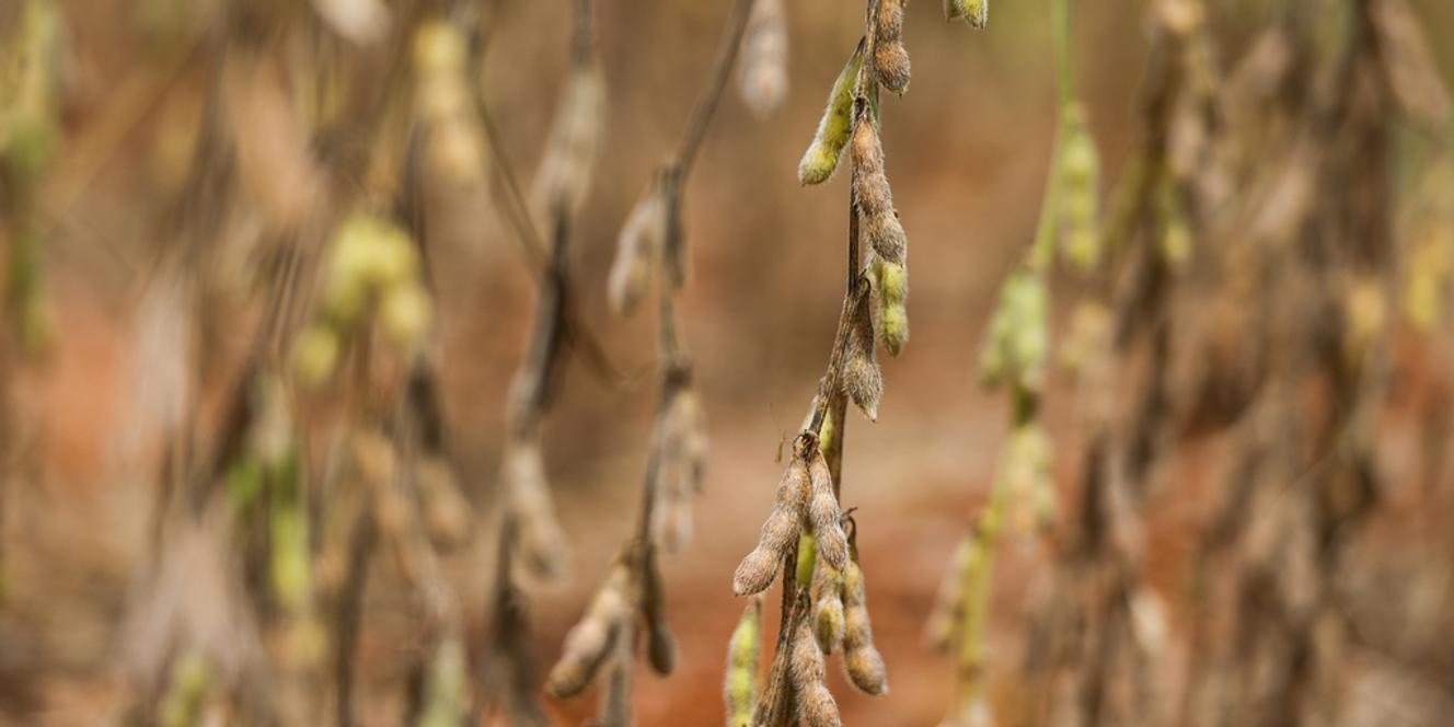 Un soja OGM « sain » : la nouvelle idée de Monsanto et DuPont
