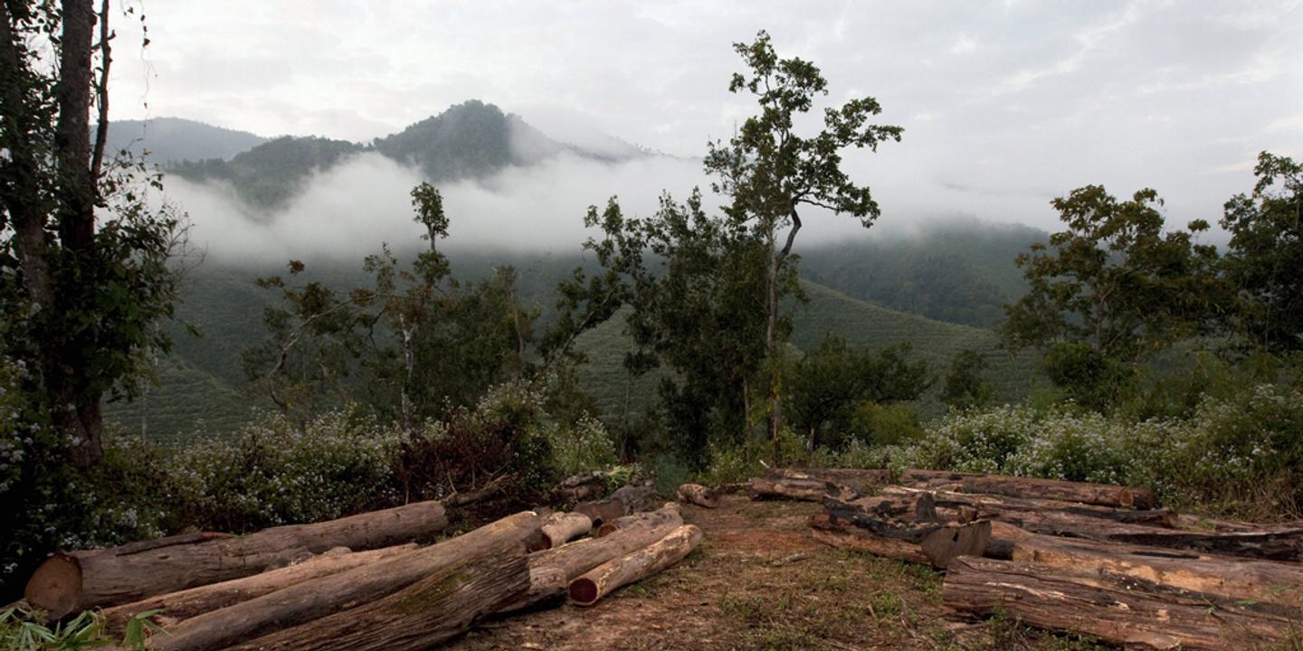 Au Laos, une déforestation massive et silencieuse