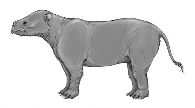 Fossiles : la mine marocaine