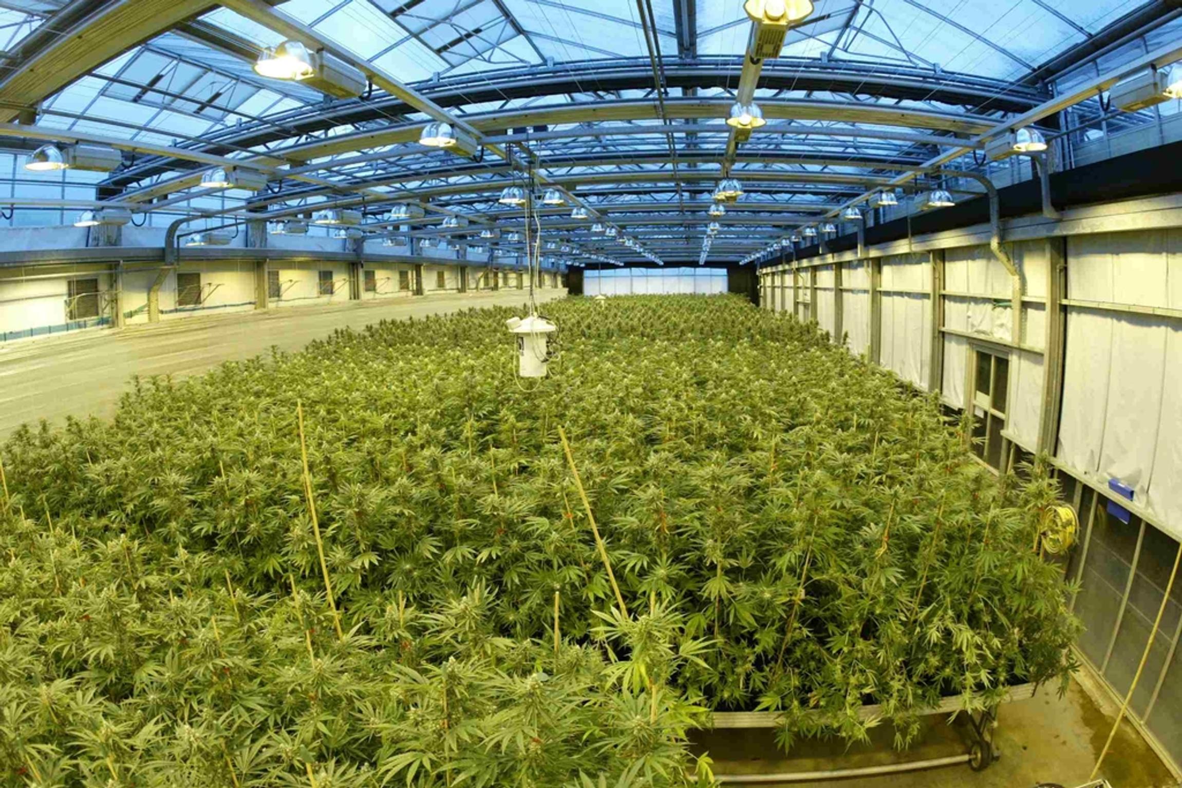 Le Sativex, médicament à base de cannabis, autorisé en France